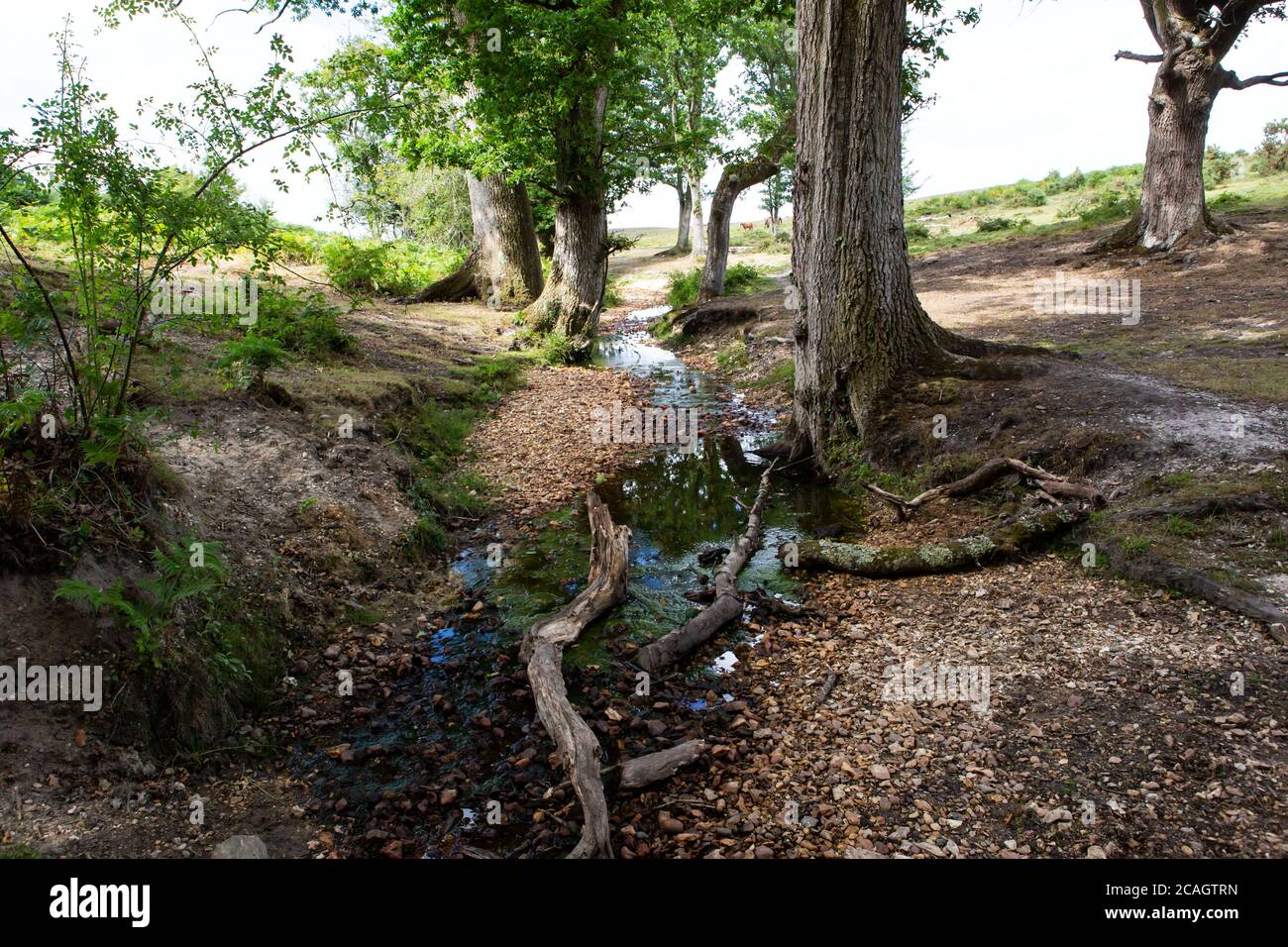 New Forest Stream and Woodland Stock Photo - Alamy