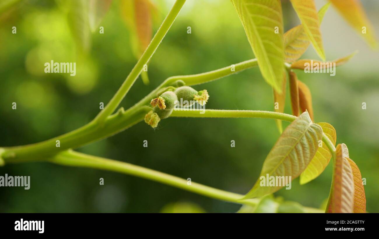 Walnut Juglans regia unripe small fruit green growth walnut fresh shell ...