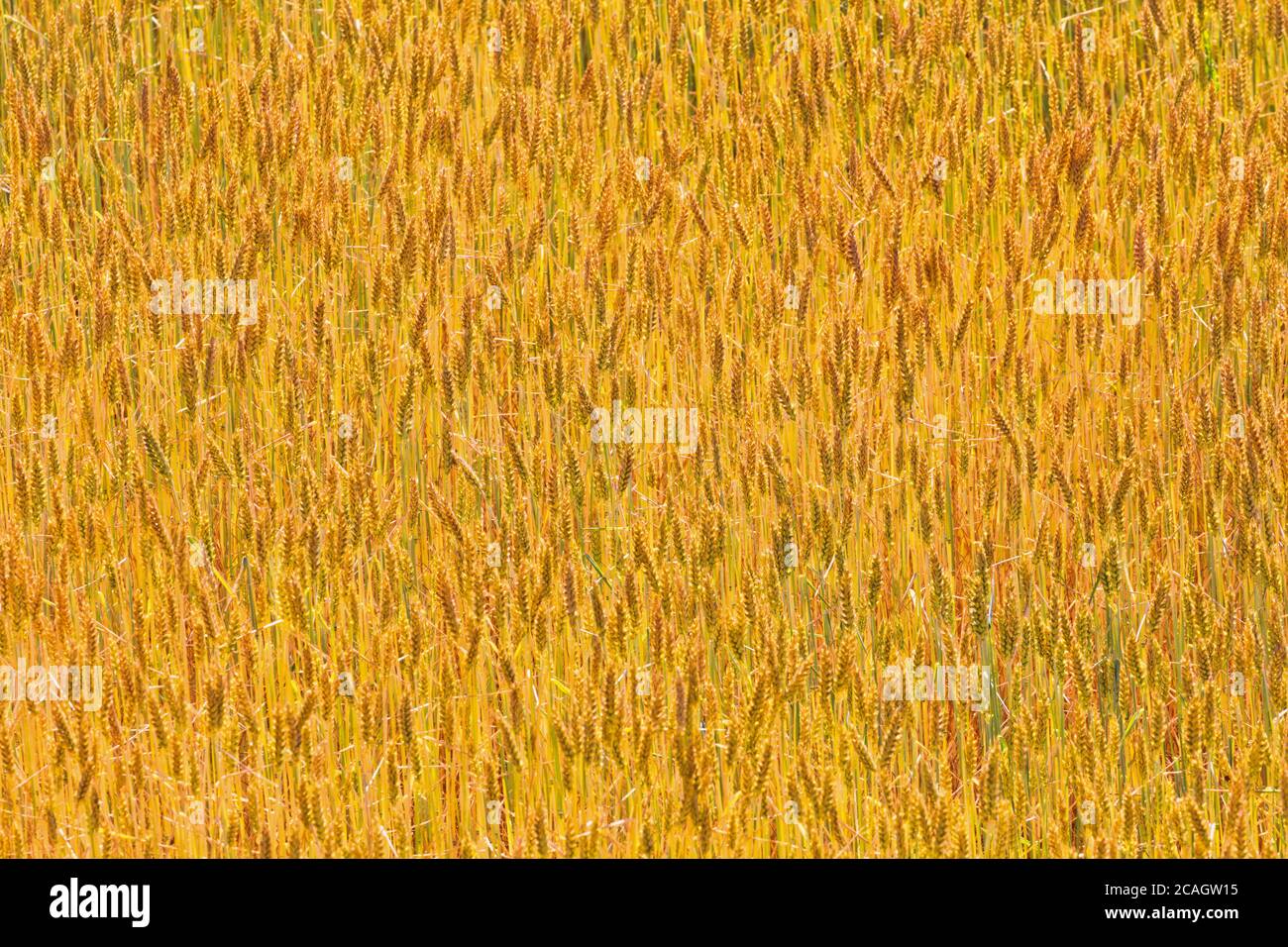 Wheatfield hi-res stock photography and images - Alamy