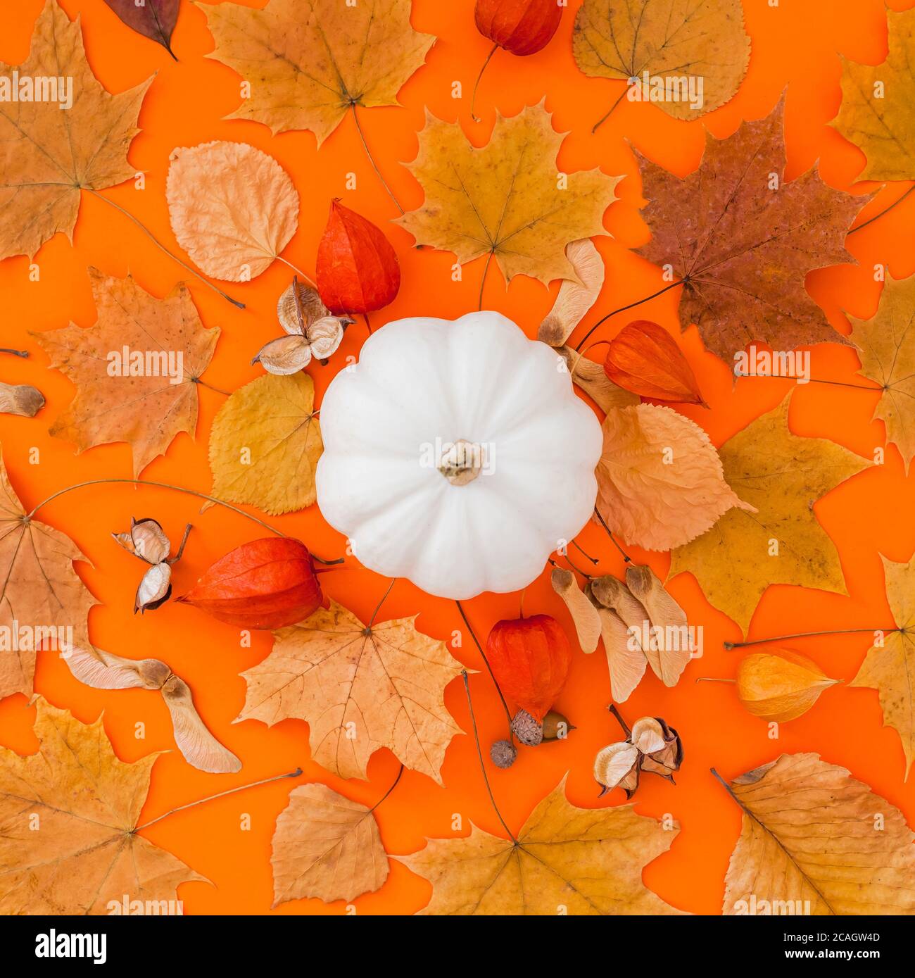 Autumn flat lay composition with white pumpkins and dry leaves on bold ...