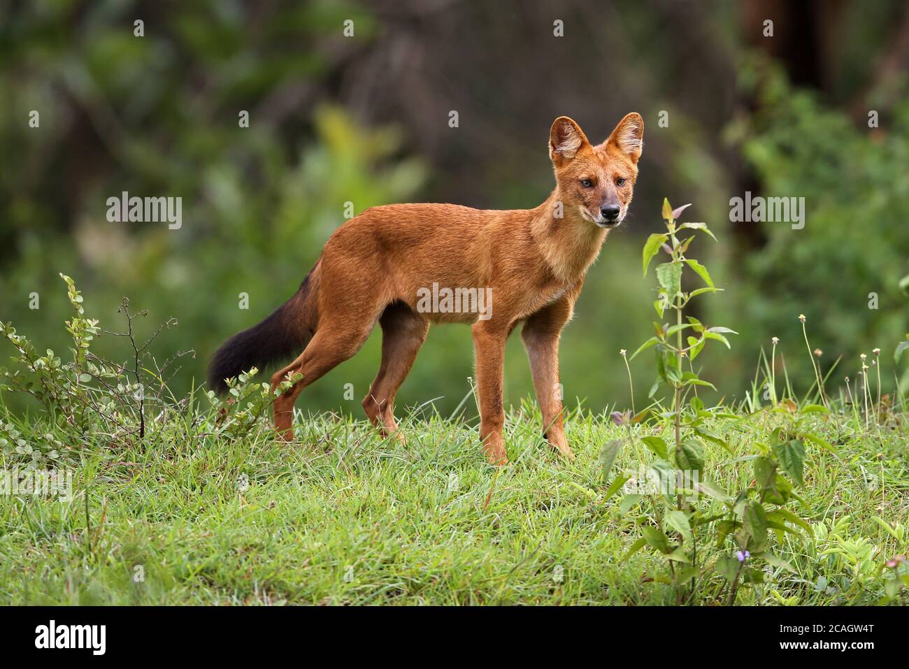 Foxes Mating High Resolution Stock Photography and Images - Alamy