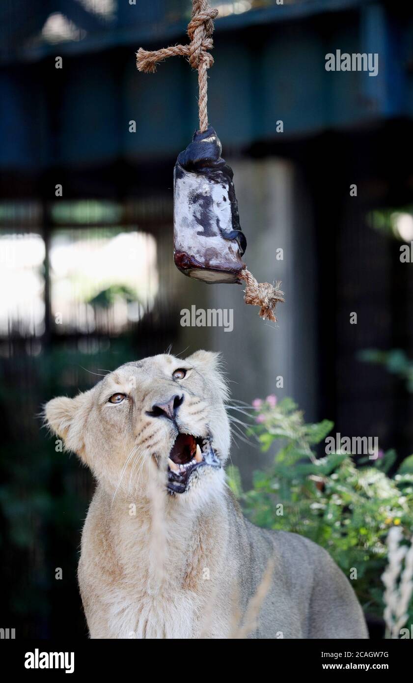 An Asiatic lion enjoys an ice treat of frozen horse hide in the heat at ...