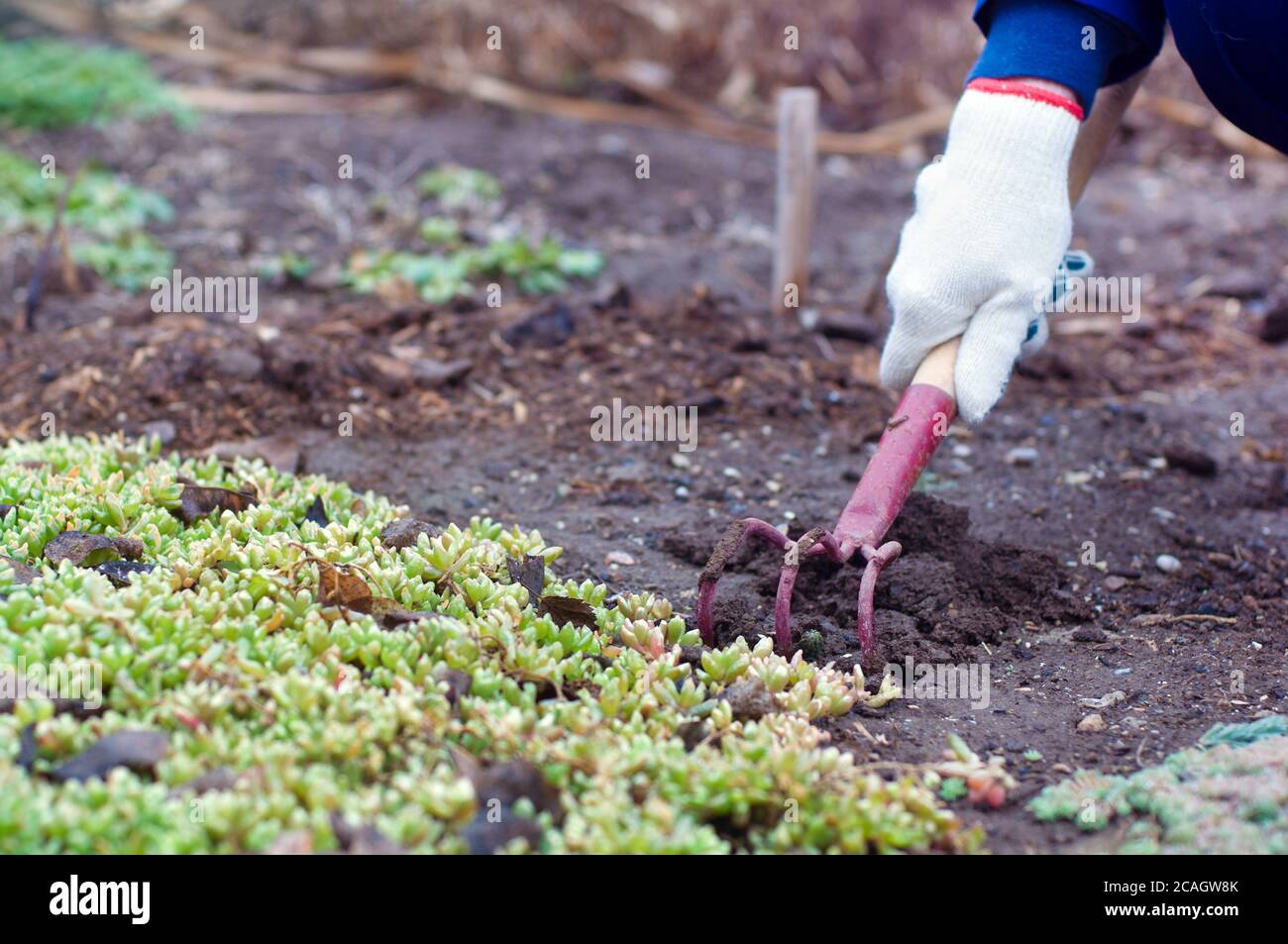 Hand weeding with the rake Stock Photo - Alamy