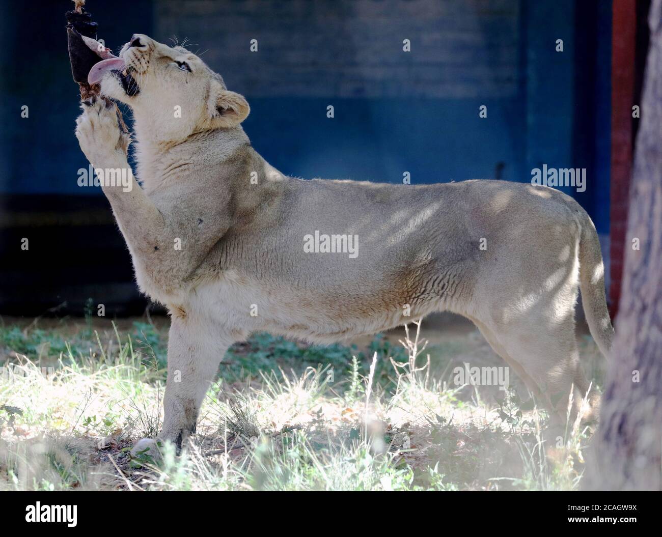An Asiatic lion enjoys an ice treat of frozen horse hide in the heat at ...