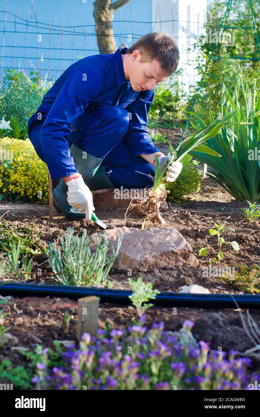 Man garden planting flower hi-res stock photography and images - Alamy