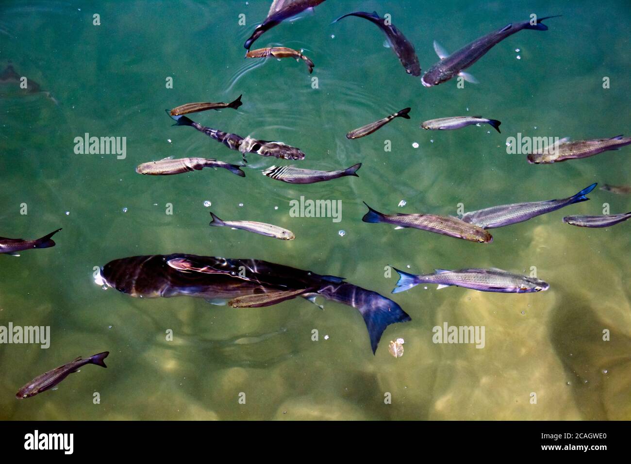 Top view of a school of flathead mullet fish in shallow green water ...