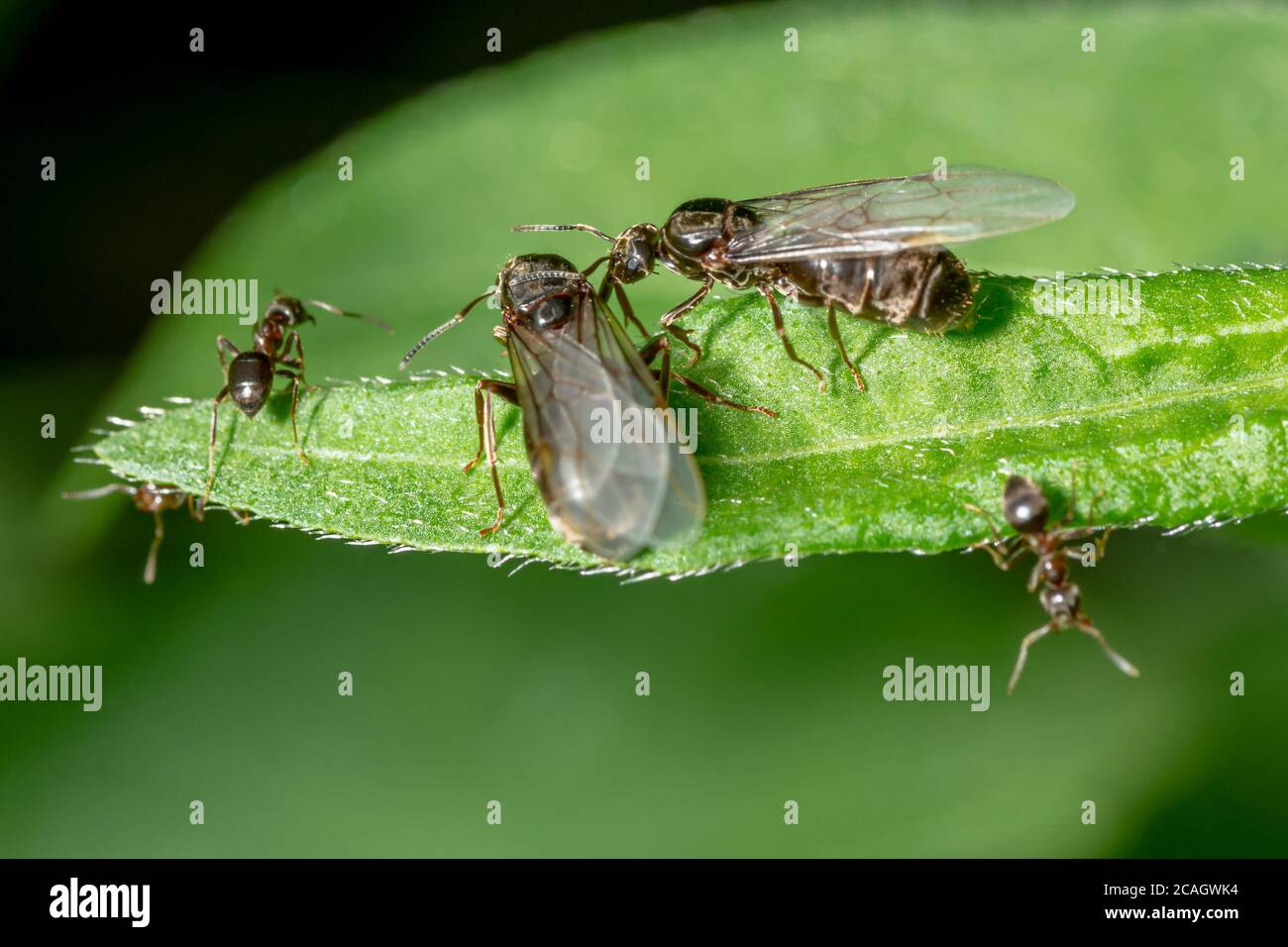 Queen ant and drone hi-res stock photography and images - Alamy