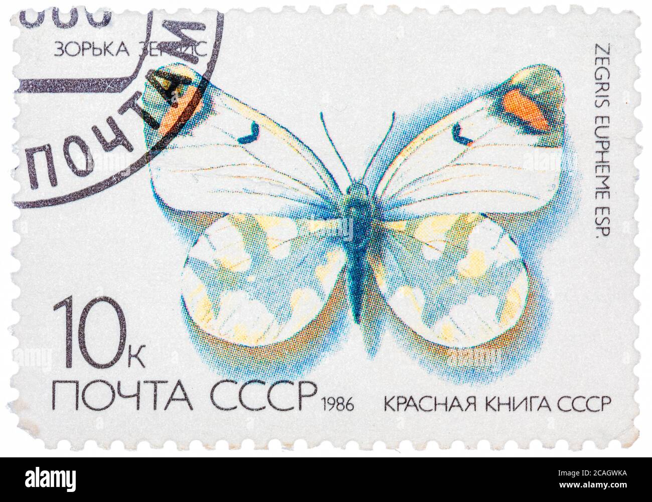 Zegris eupheme hi-res stock photography and images - Alamy