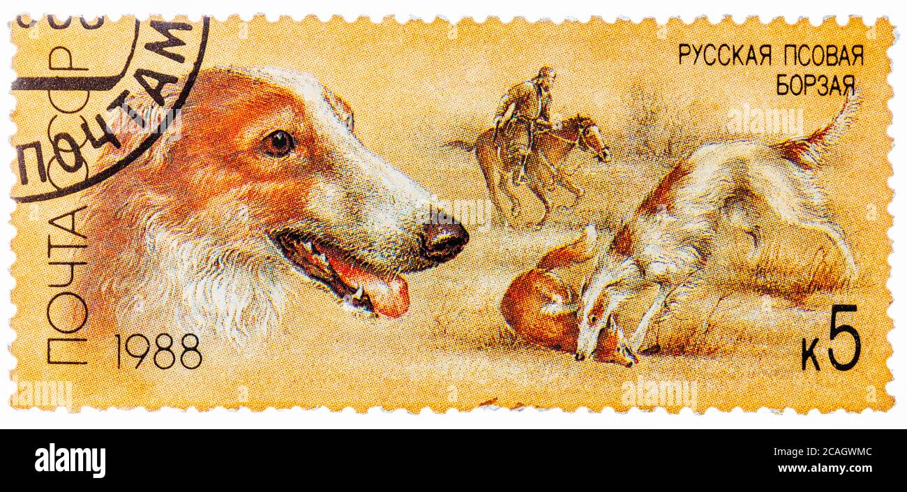 Stamp printed by Russia, shows dog, hound, hunting Stock Photo - Alamy