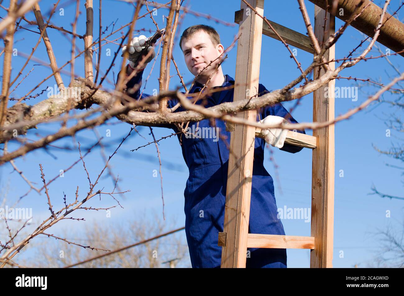 Pruning garden ladder hi-res stock photography and images - Alamy