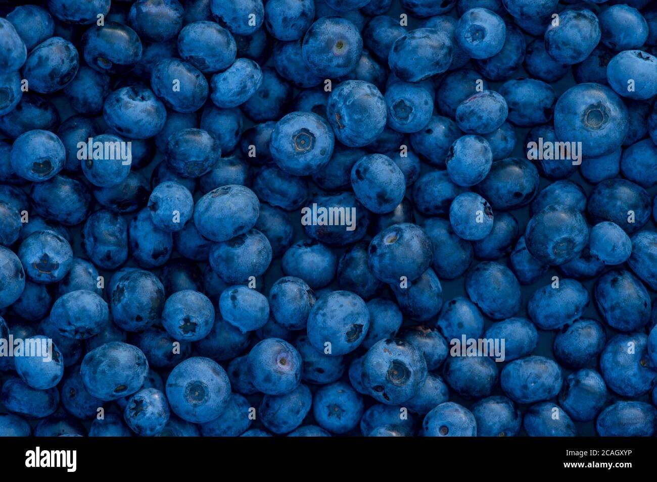 Fresh blueberry background. Texture blueberry berries close up. Vegan ...