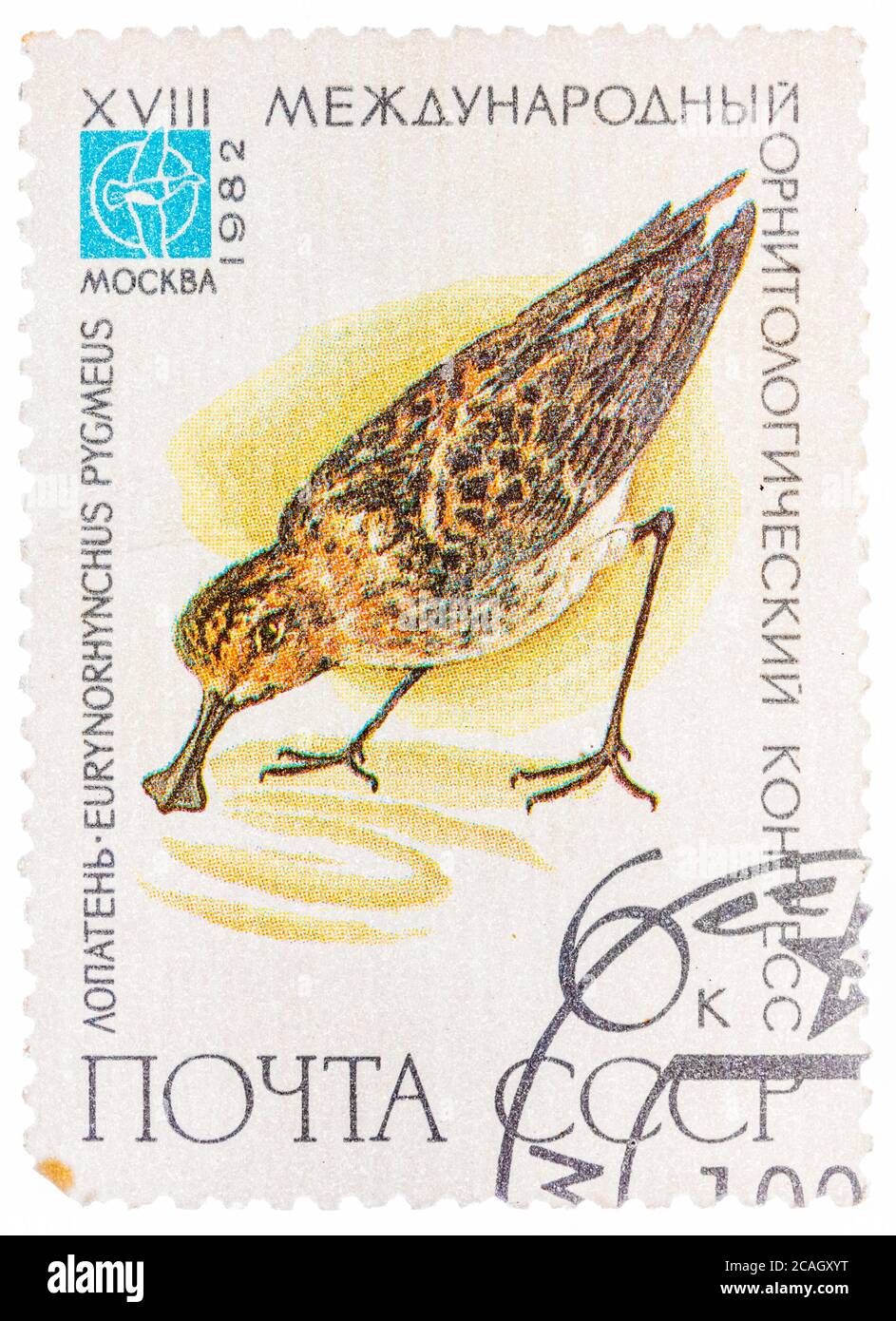 Stamp printed in USSR (Russia) shows a bird Eurynorhynchus pygmeus ...