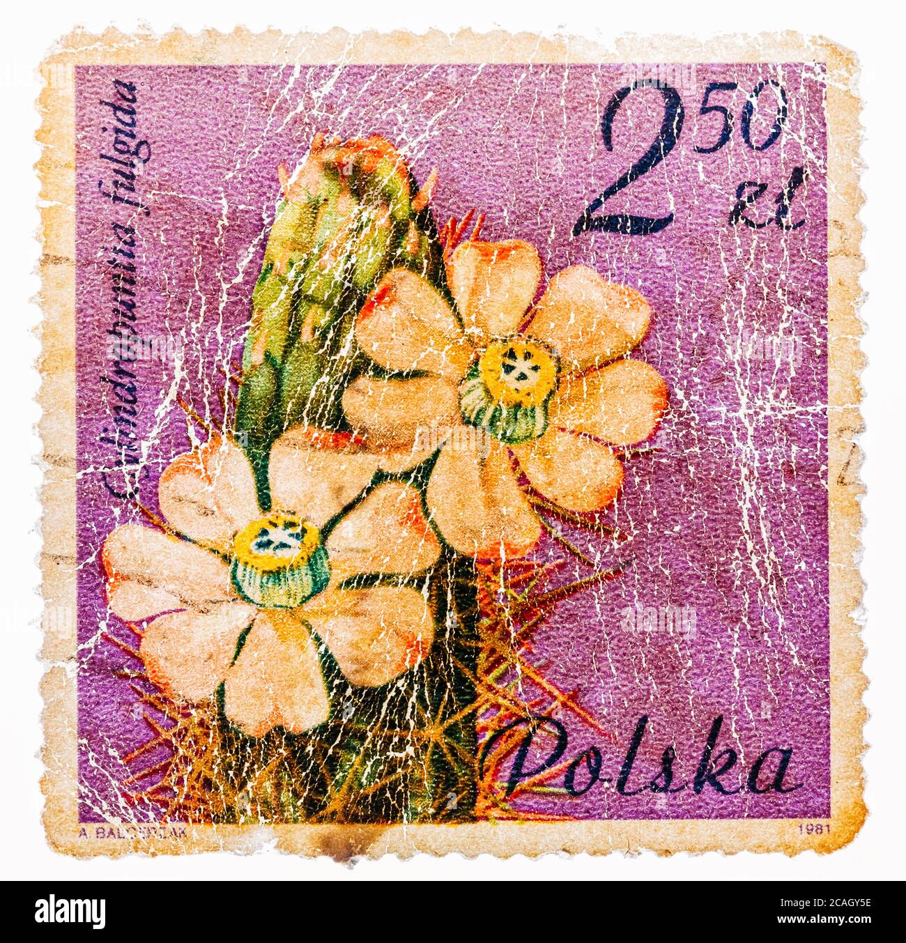 Stamp printed in POLAND shows a cactus with light pink flowers Stock ...