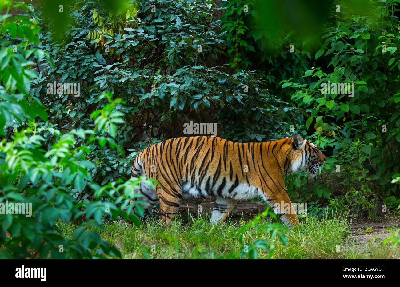 Indochinese Tiger Habitat