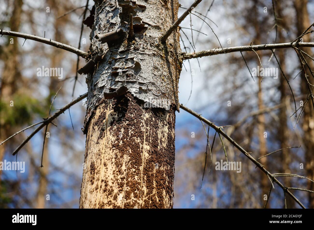 13.07.2020, Bonn, North Rhine-Westphalia, Germany - Forest dieback in ...