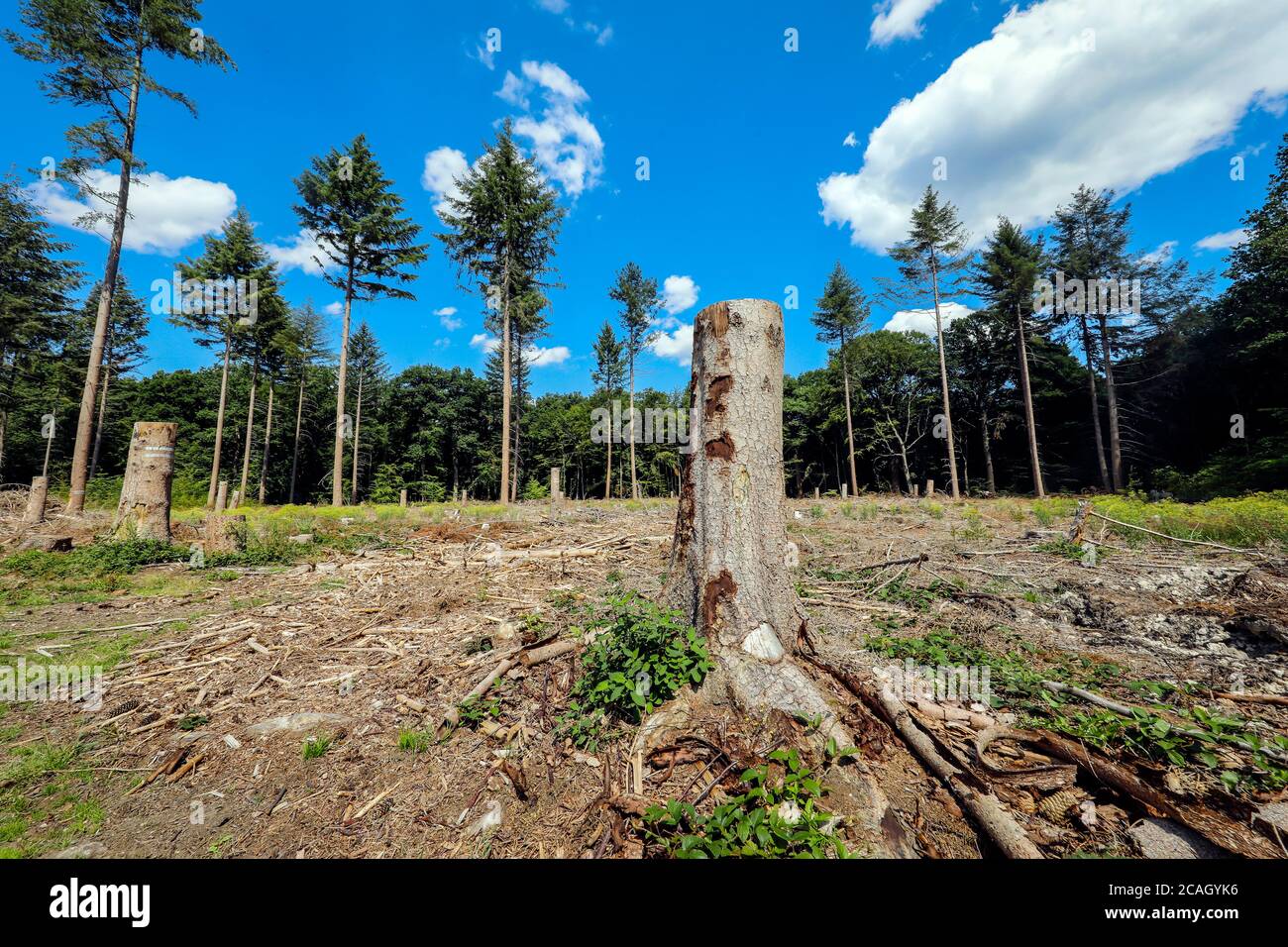 13.07.2020, Bonn, North Rhine-Westphalia, Germany - Forest dieback in ...