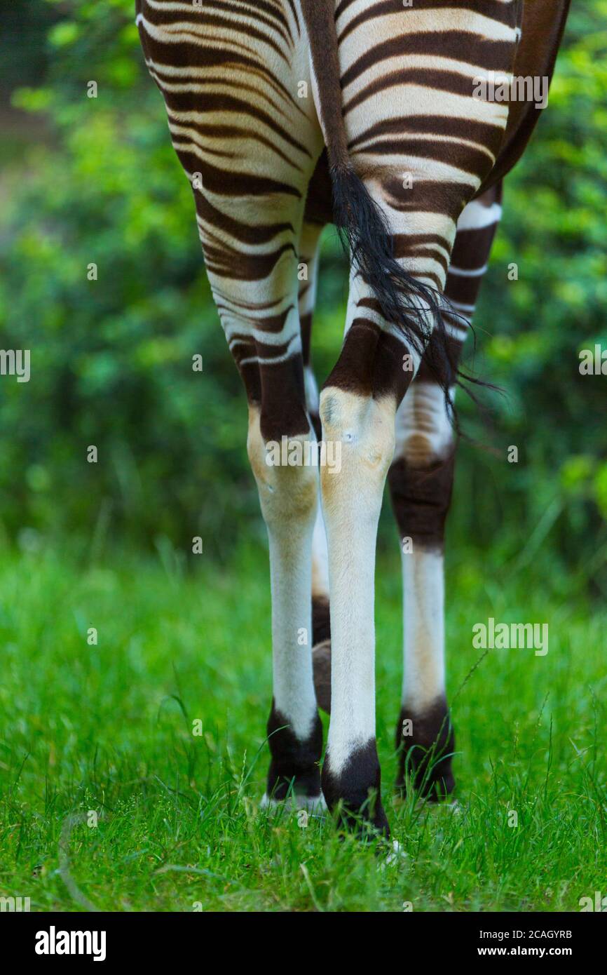 Okapi hoofed animals hi-res stock photography and images - Alamy