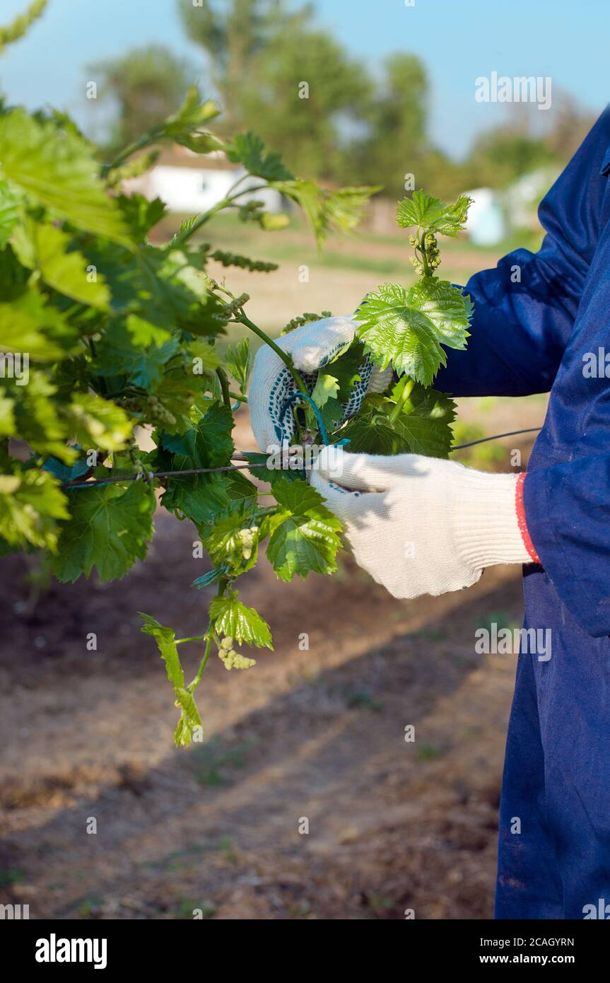 Vine grape tie hi-res stock photography and images - Alamy