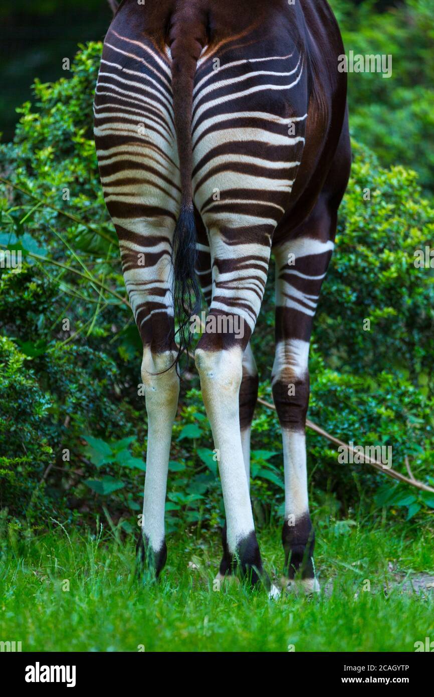 Okapi (Okapia johnstoni), forest giraffe or zebra giraffe Stock Photo ...
