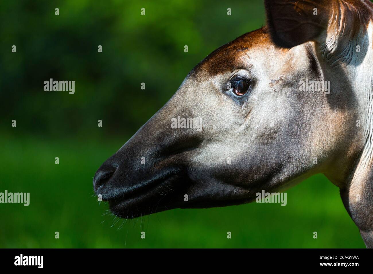 Okapi (Okapia johnstoni), forest giraffe or zebra giraffe Stock Photo ...