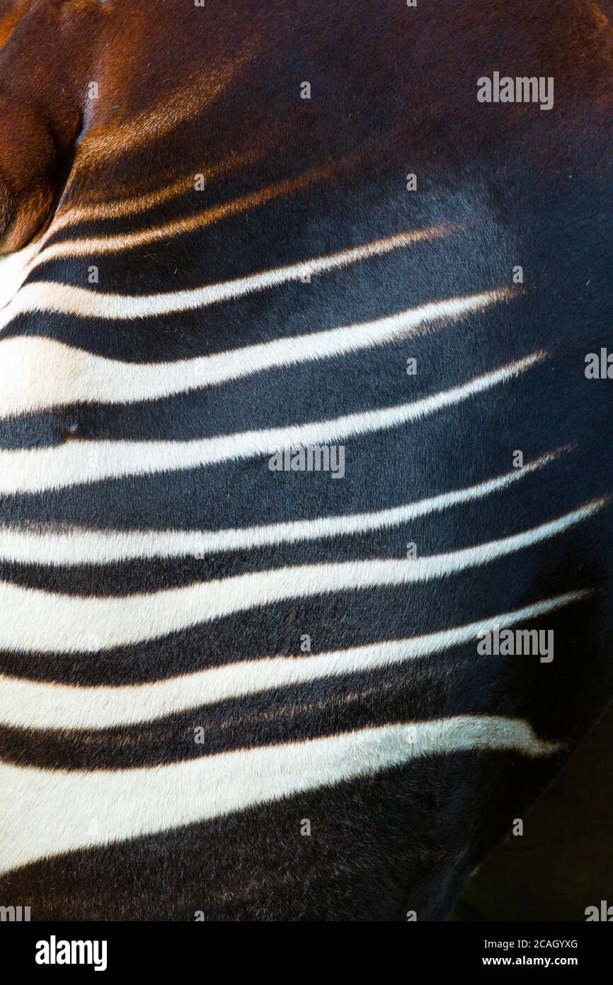 Okapi (Okapia johnstoni), forest giraffe or zebra giraffe Stock Photo ...