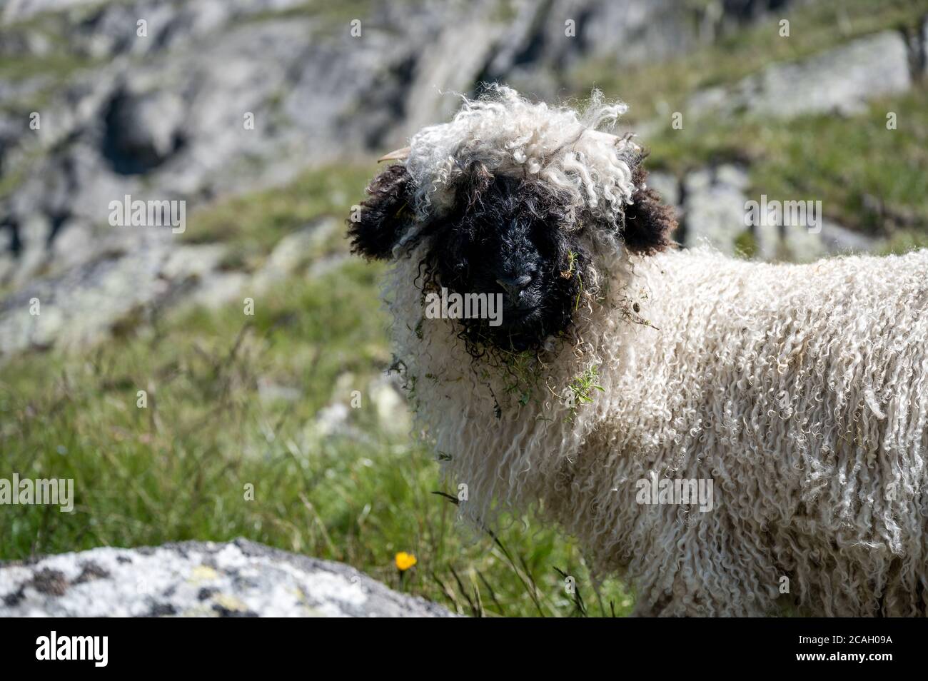 Swiss Valais Blacknose Sheep High Resolution Stock Photography and ...