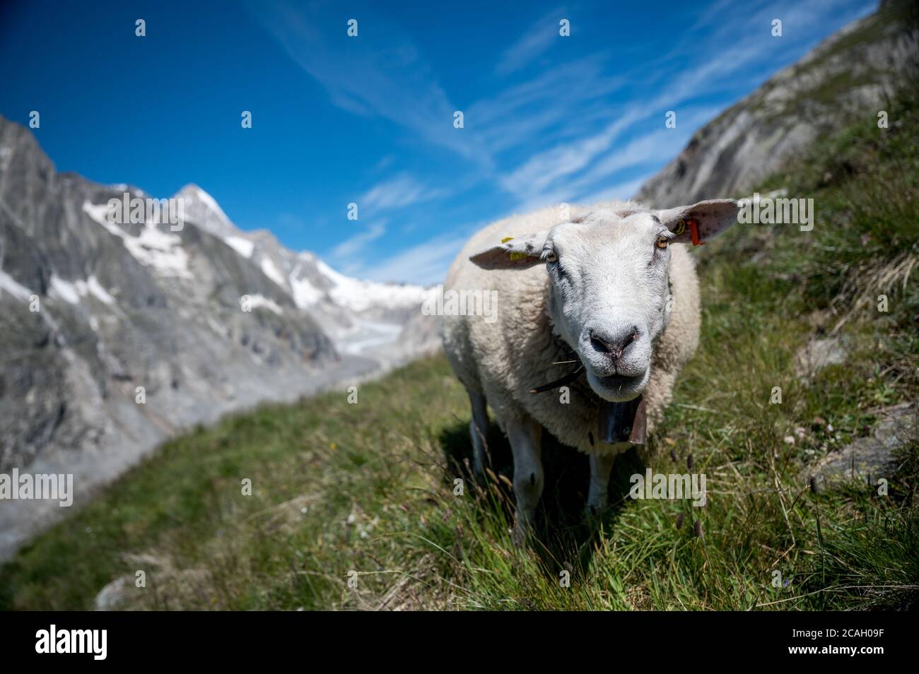 Sheep trek hi-res stock photography and images - Alamy