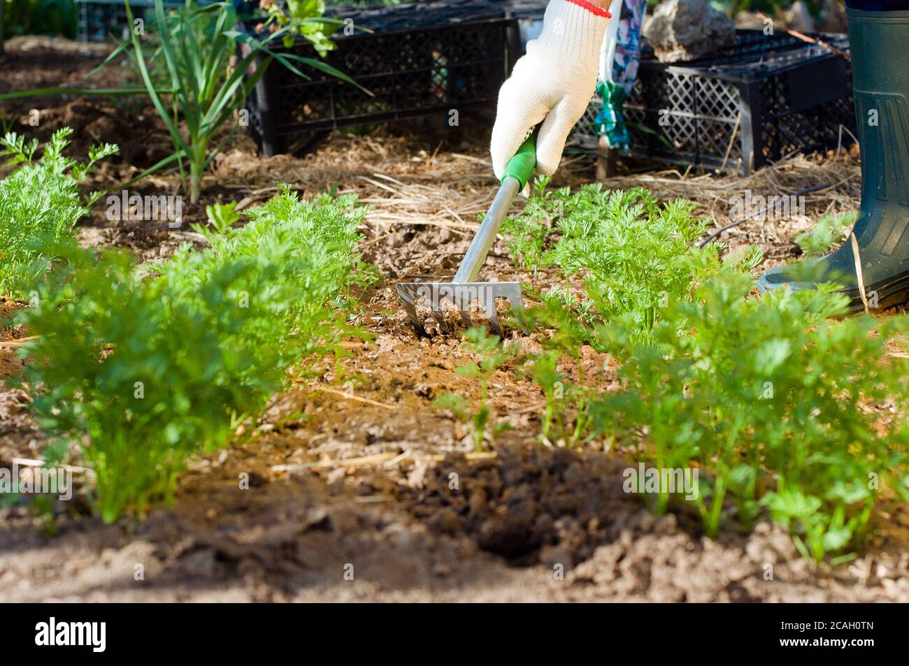 Farmers weeding by hand hi-res stock photography and images - Alamy