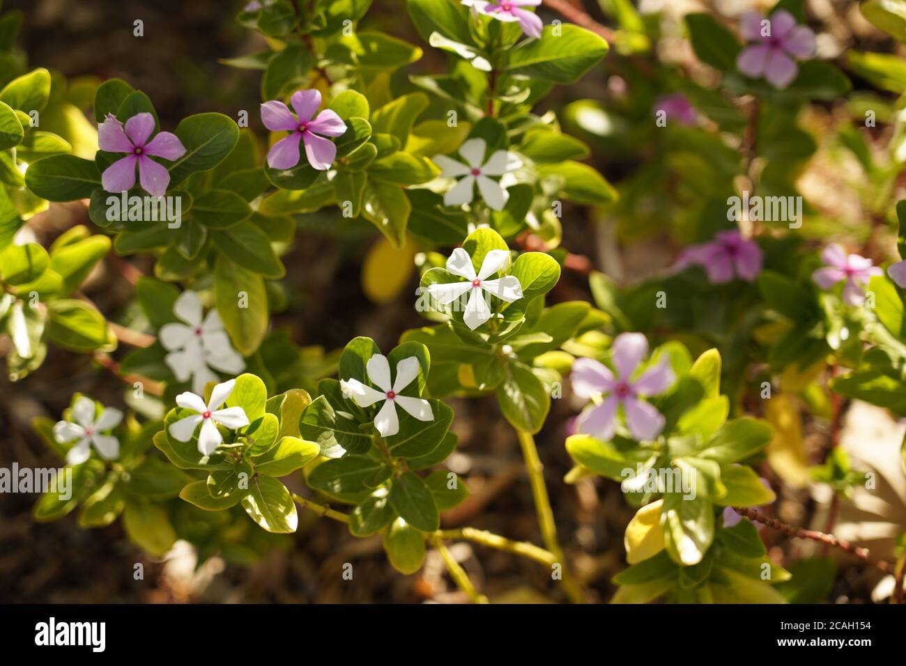 Madagascar periwinkle flowers of pink and white in tropical Queensland ...