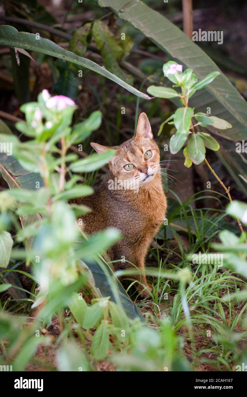 Abyssinian cat hi-res stock photography and images - Alamy