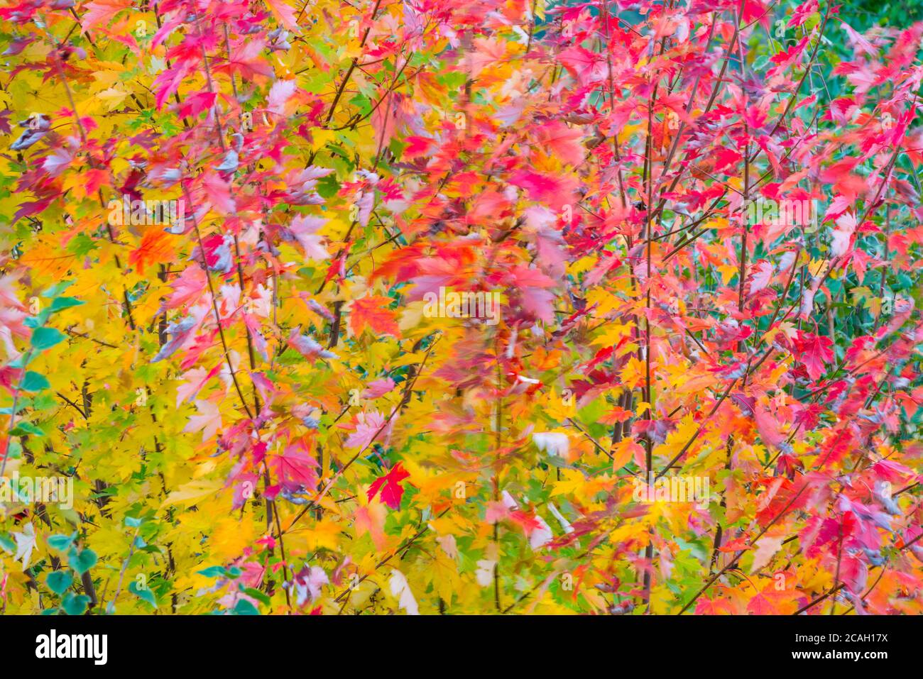 Arce spain hi-res stock photography and images - Alamy