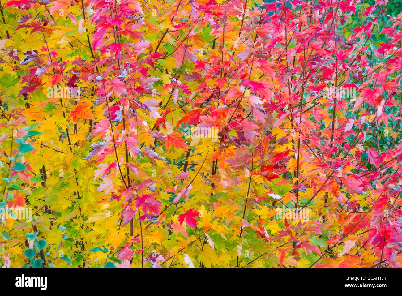 Arce spain hi-res stock photography and images - Alamy