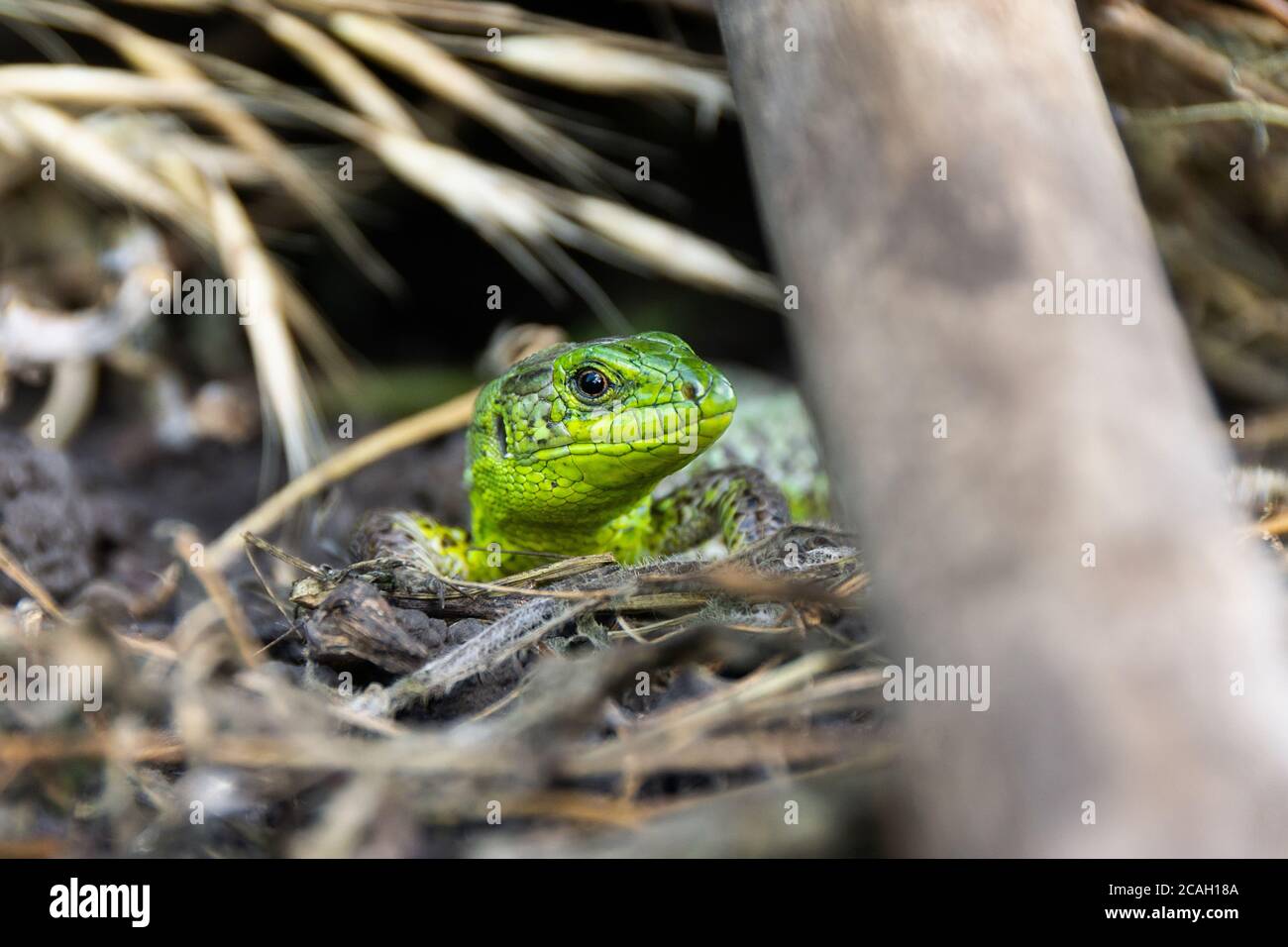 The head of a female lizard, macro photo of the head of a female lizard ...