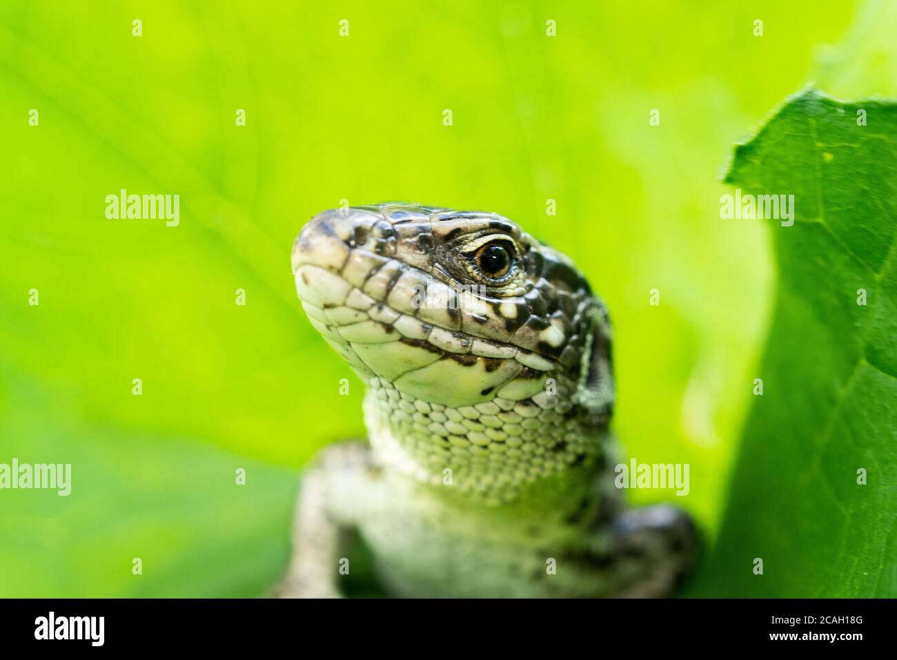 The head of a female lizard, macro photo of the head of a female lizard ...
