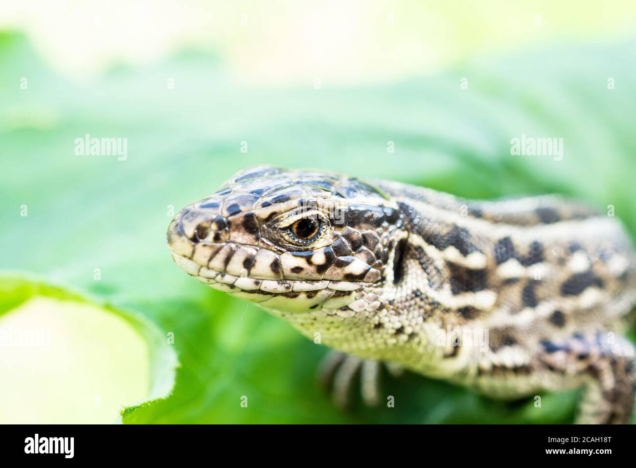The head of a female lizard, macro photo of the head of a female lizard ...
