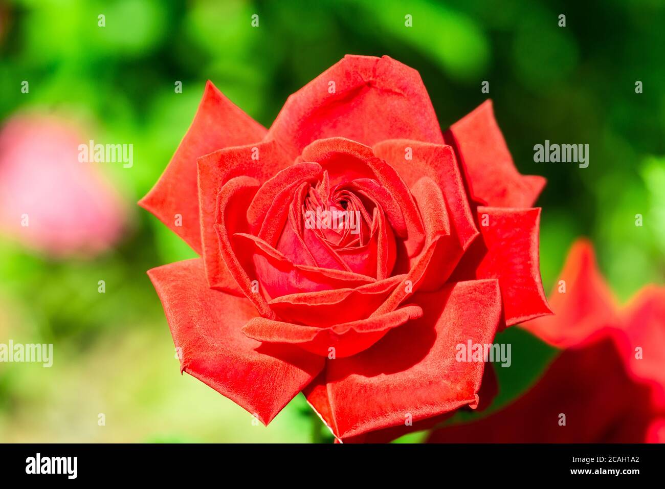Red tea rose. Beautiful red rose blooms in the garden. The season of ...