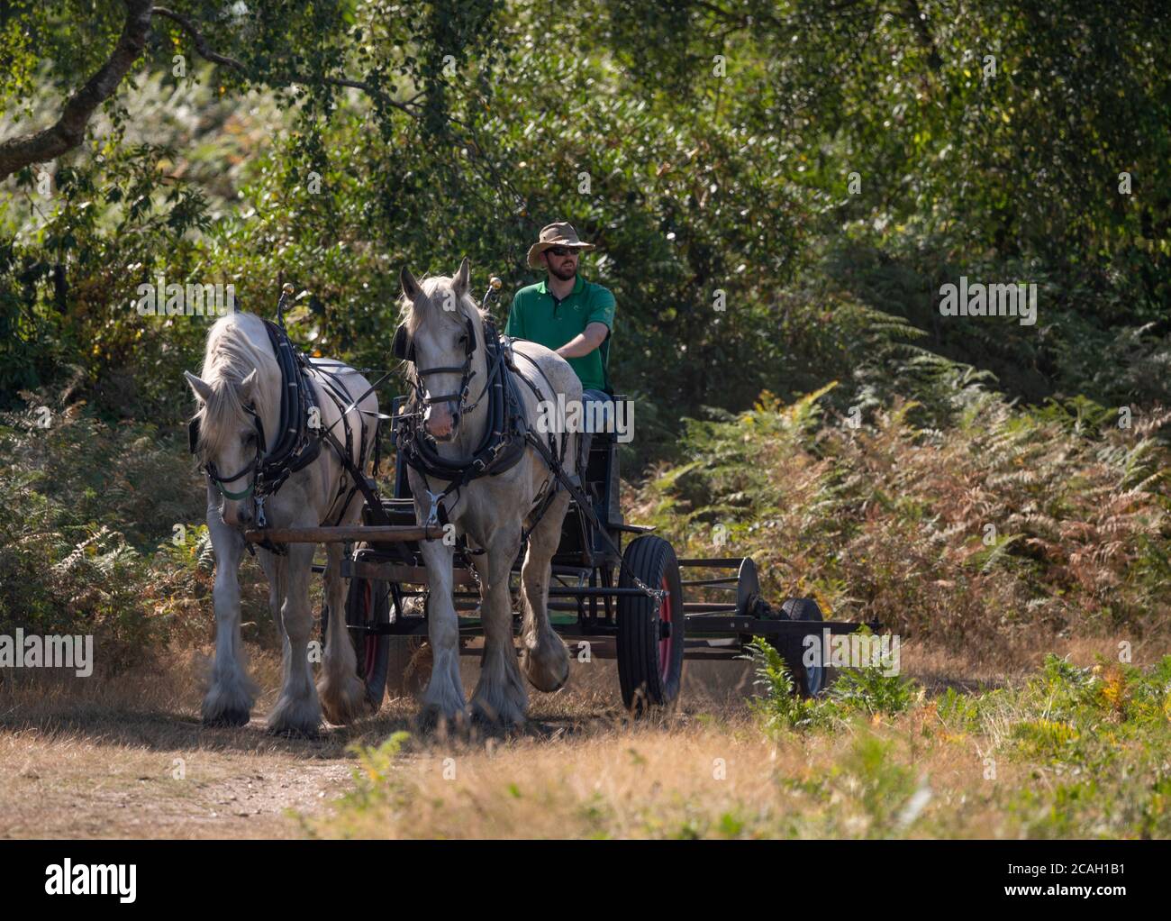 Cutting horses hi-res stock photography and images - Alamy