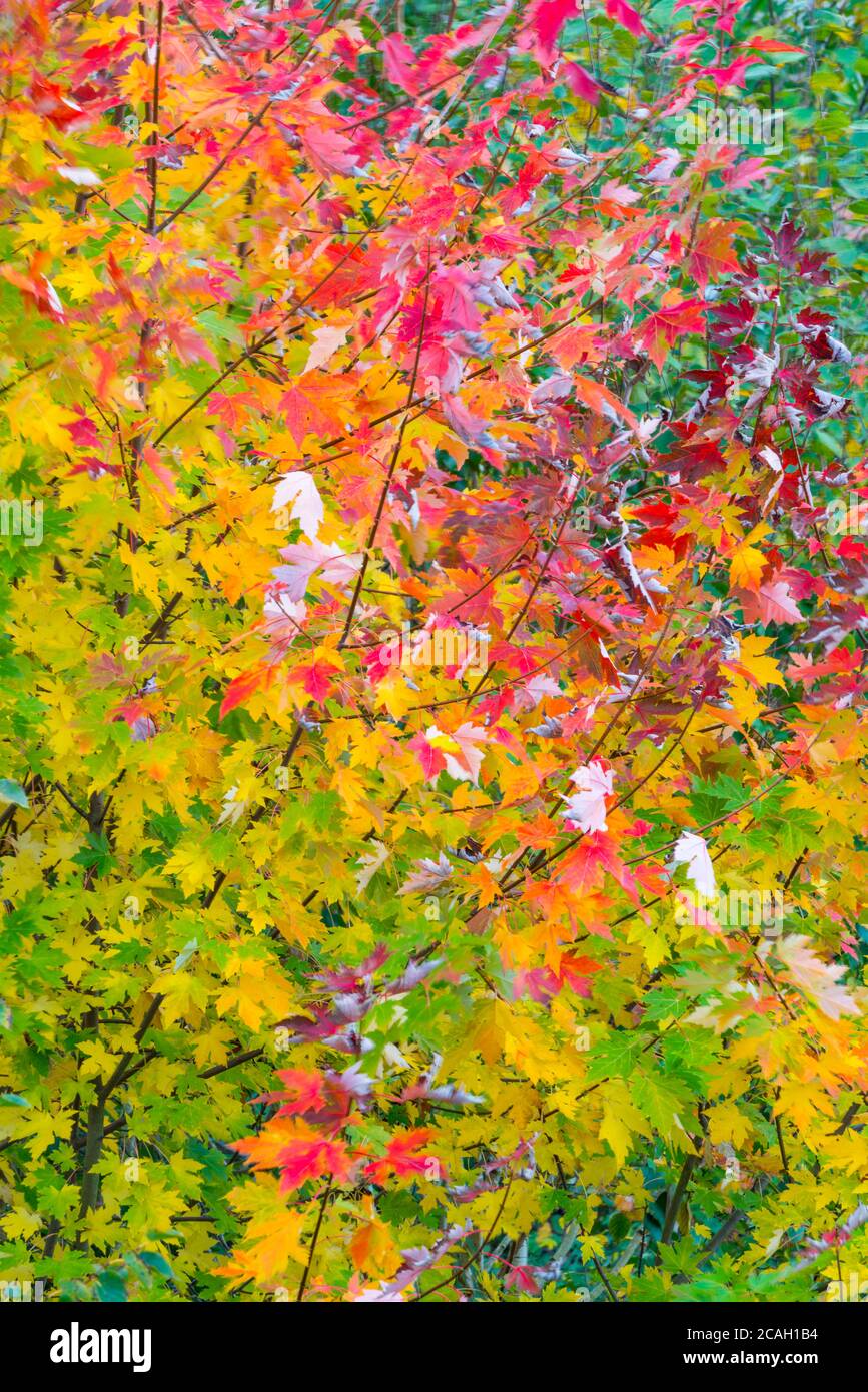 Autumn, MAPLE - ARCE, Spain, Europe Stock Photo - Alamy