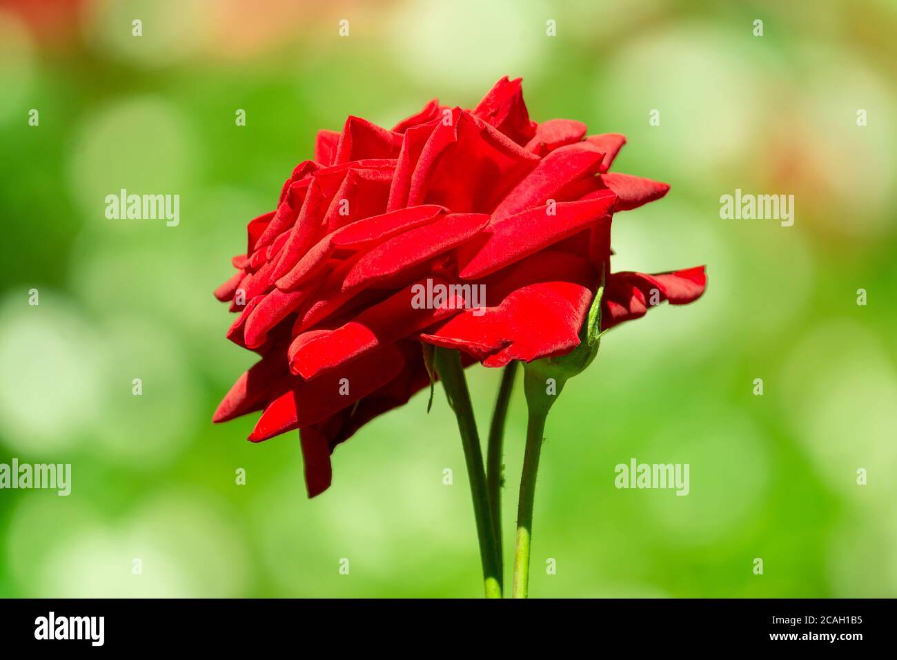 Red tea rose. Beautiful red rose blooms in the garden. The season of ...