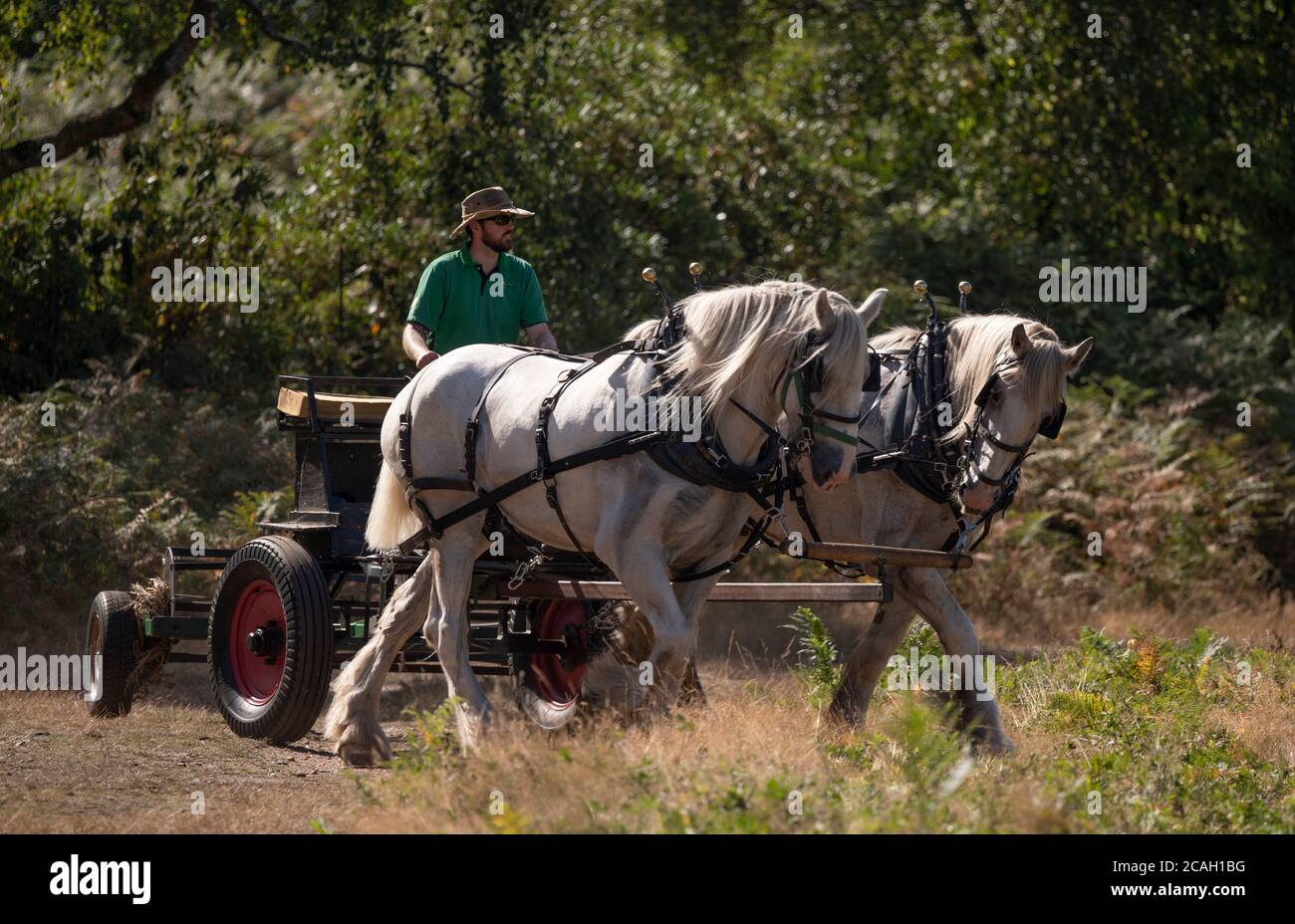 Cutting horses hi-res stock photography and images - Alamy