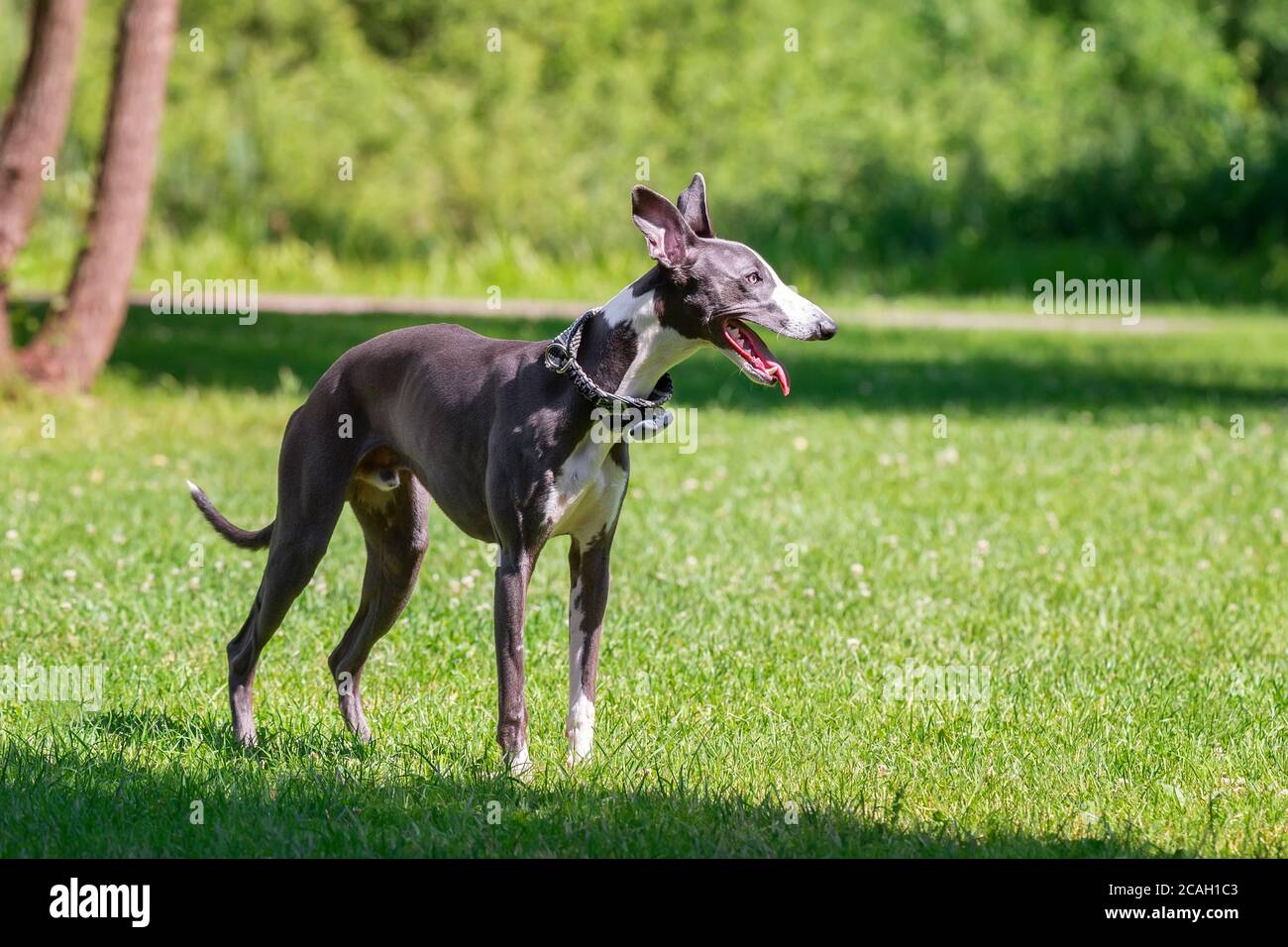 Dog breed hound Greyhound walking in the Park on the grass Stock Photo ...
