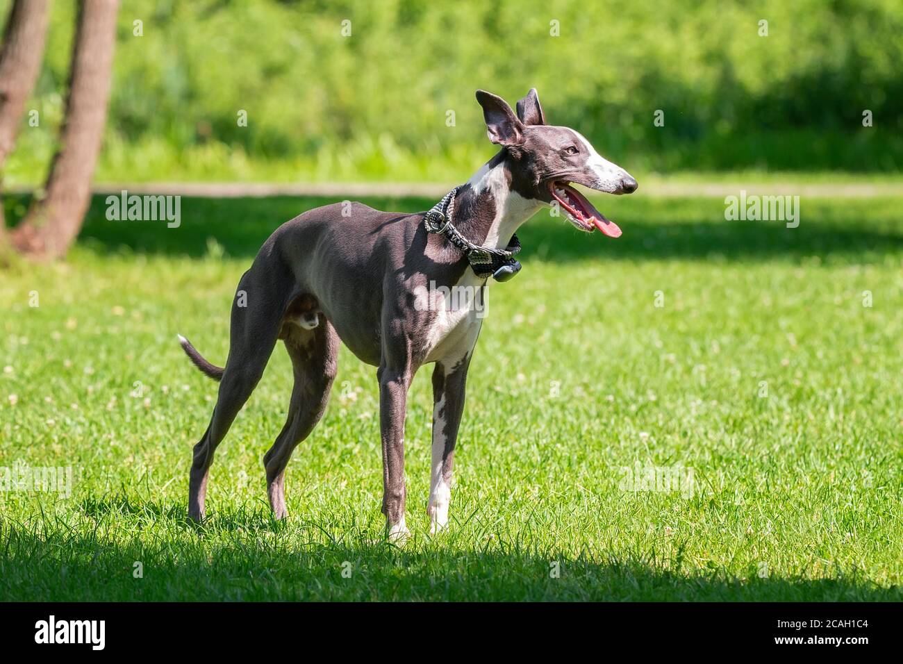 Greyhound walking hi-res stock photography and images - Alamy