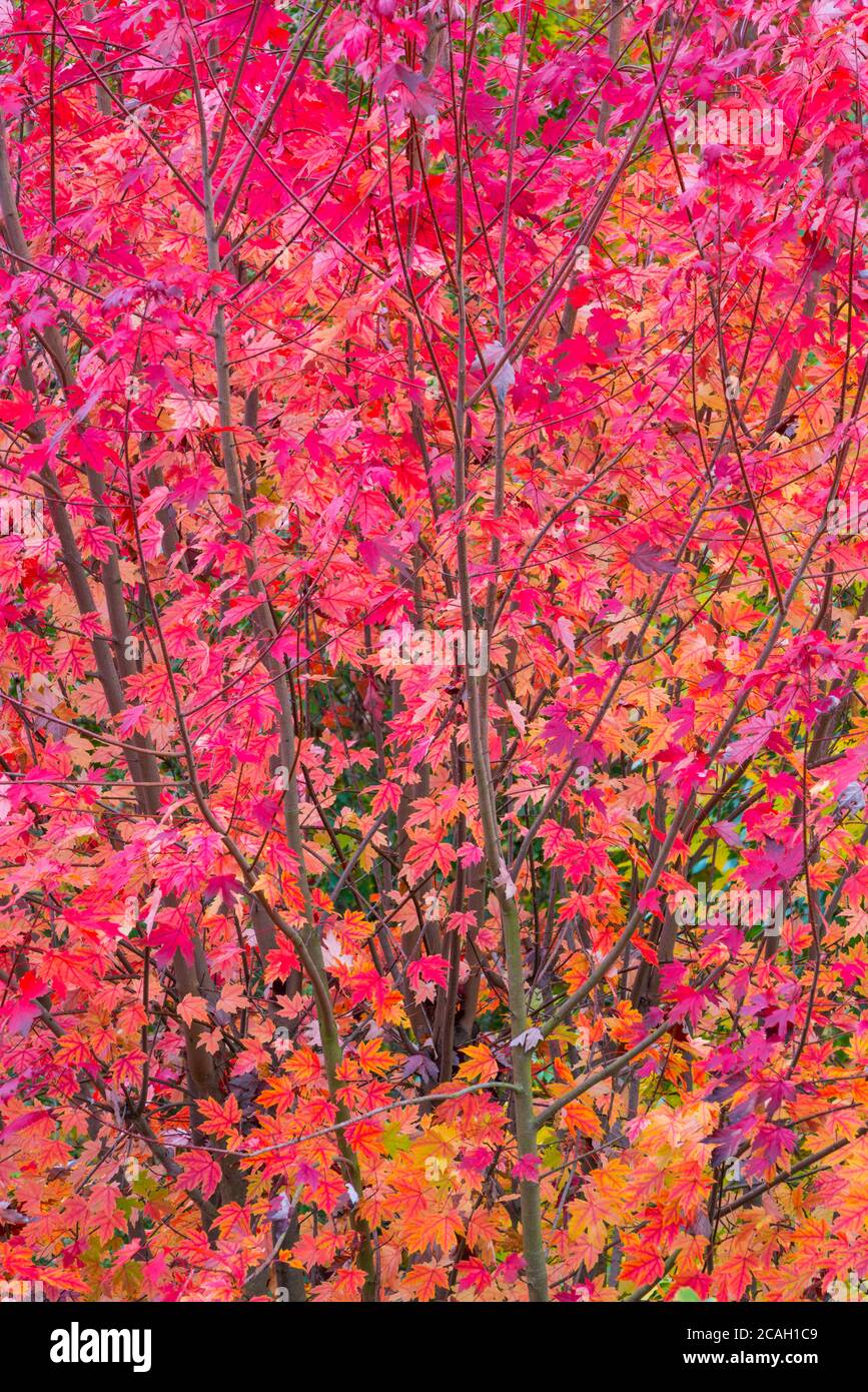 Arce spain hi-res stock photography and images - Alamy