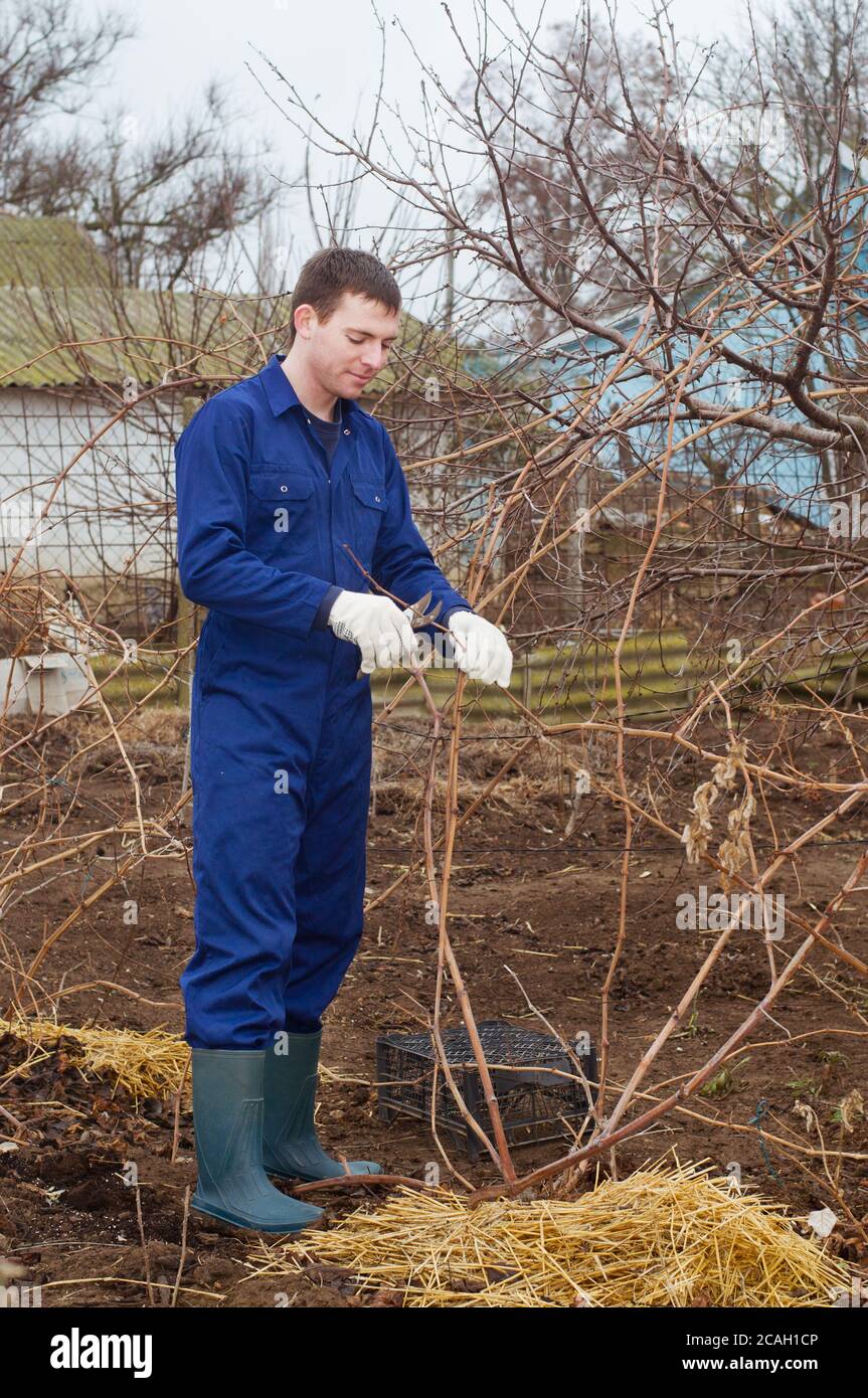 Man pruning shrub in hi-res stock photography and images - Alamy