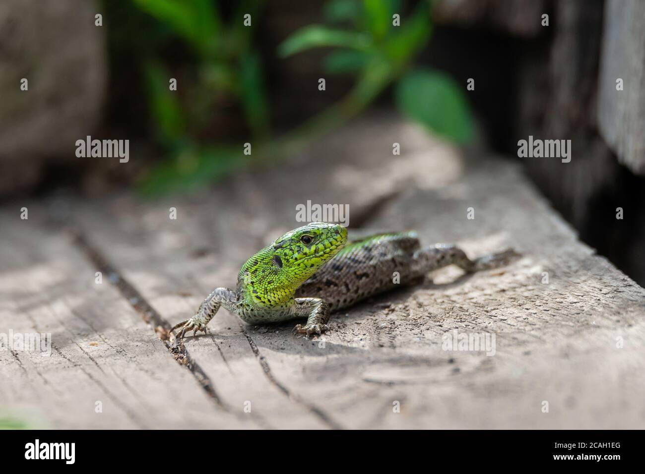 The head of a female lizard, macro photo of the head of a female lizard ...