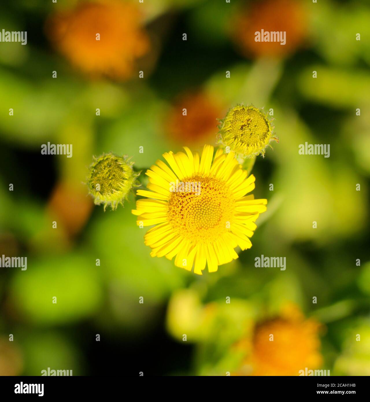 Coleostephus myconis close up hi-res stock photography and images - Alamy