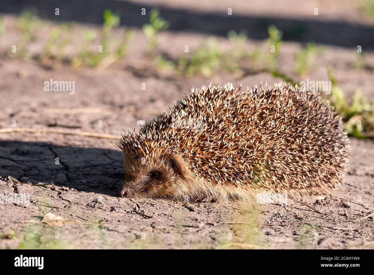 Hedgehog, (Scientific name: Erinaceus europaeus) Wild, native, European ...