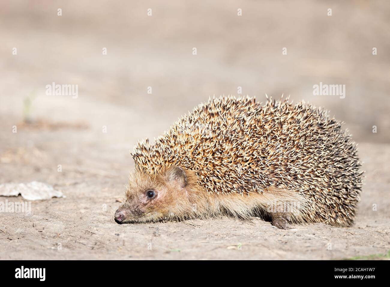 Hedgehog, (Scientific name: Erinaceus europaeus) Wild, native, European ...