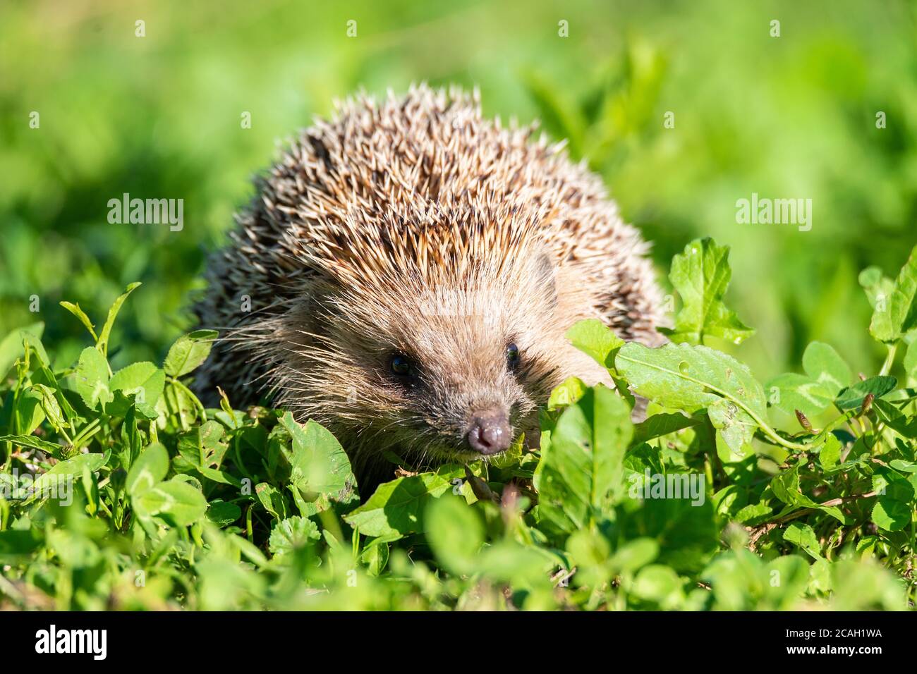 Hedgehog, (Scientific name: Erinaceus europaeus) Wild, native, European ...