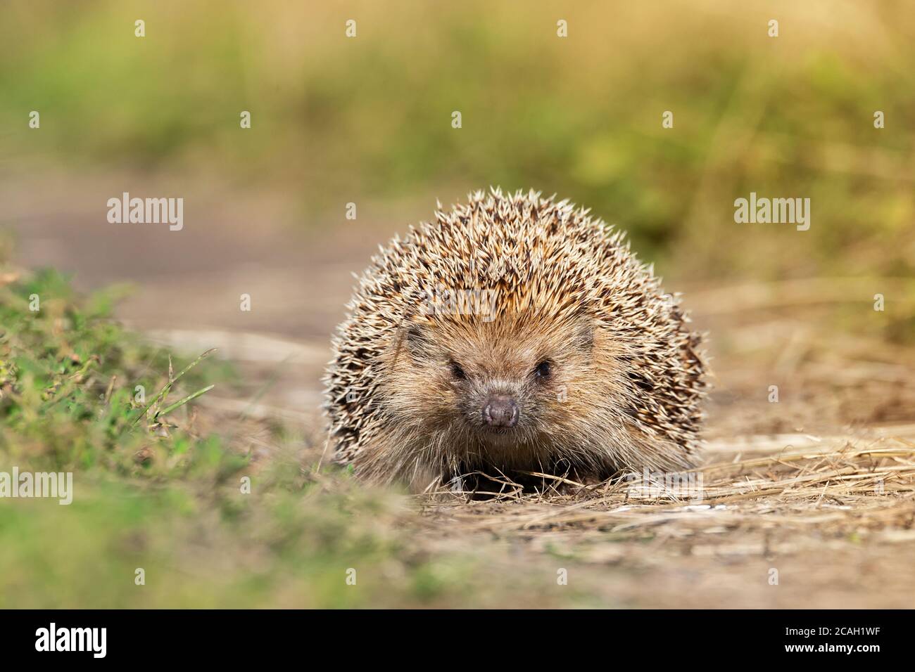 Hedgehog, (Scientific name: Erinaceus europaeus) Wild, native, European ...